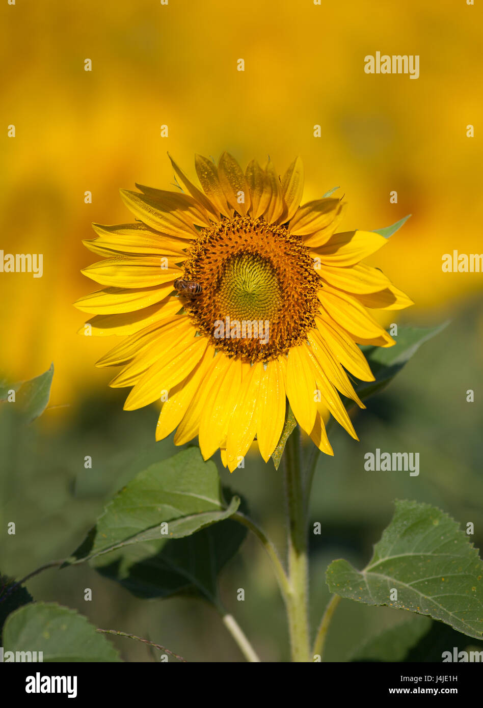 One glorious sunflower in large field of yellow behind Stock Photo - Alamy