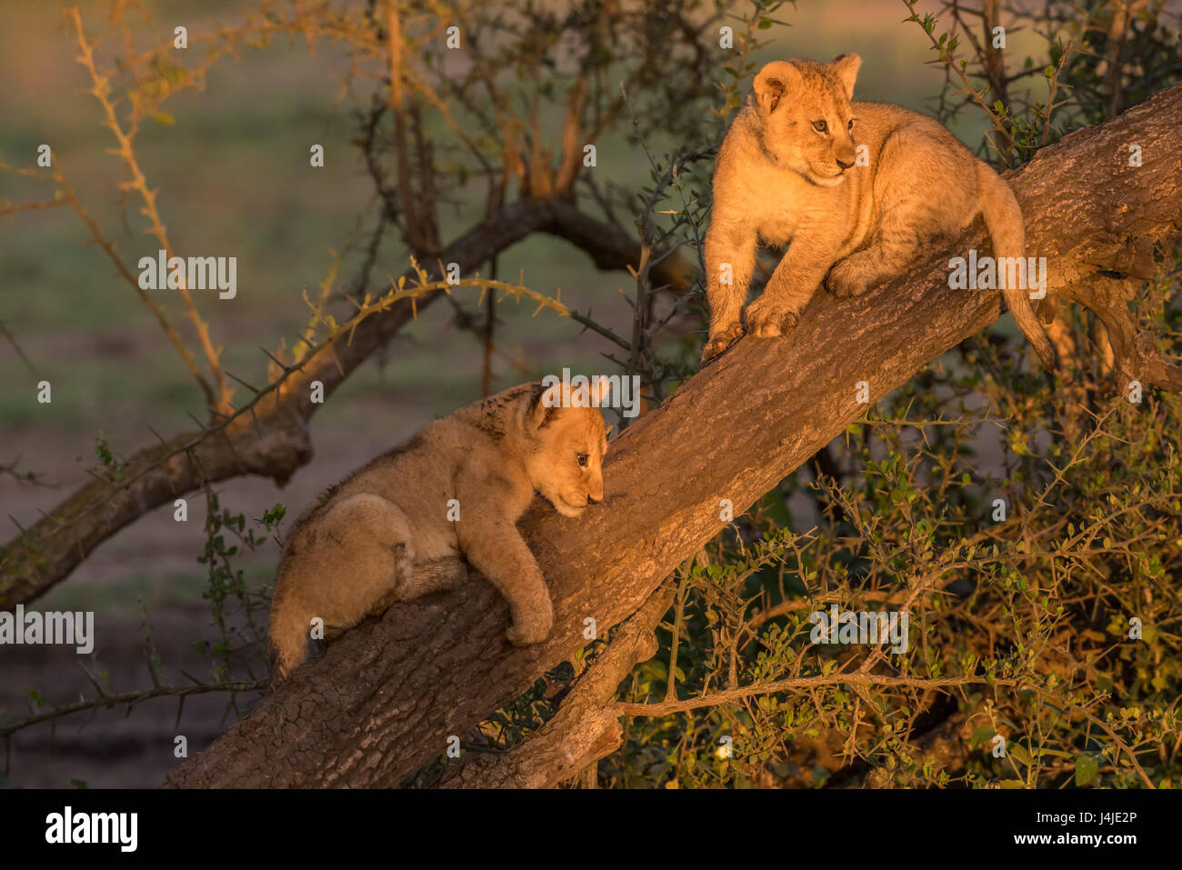 Baby lions climbing hi-res stock photography and images - Alamy