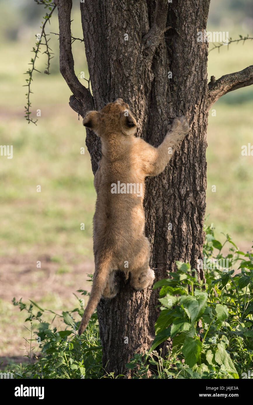 Baby lions climbing tree hi-res stock photography and images - Alamy