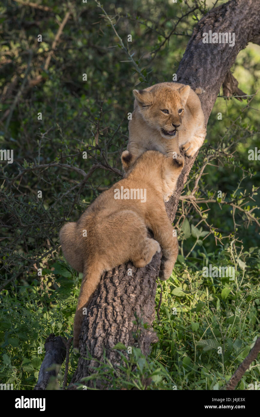 Baby lions climbing tree hi-res stock photography and images - Alamy