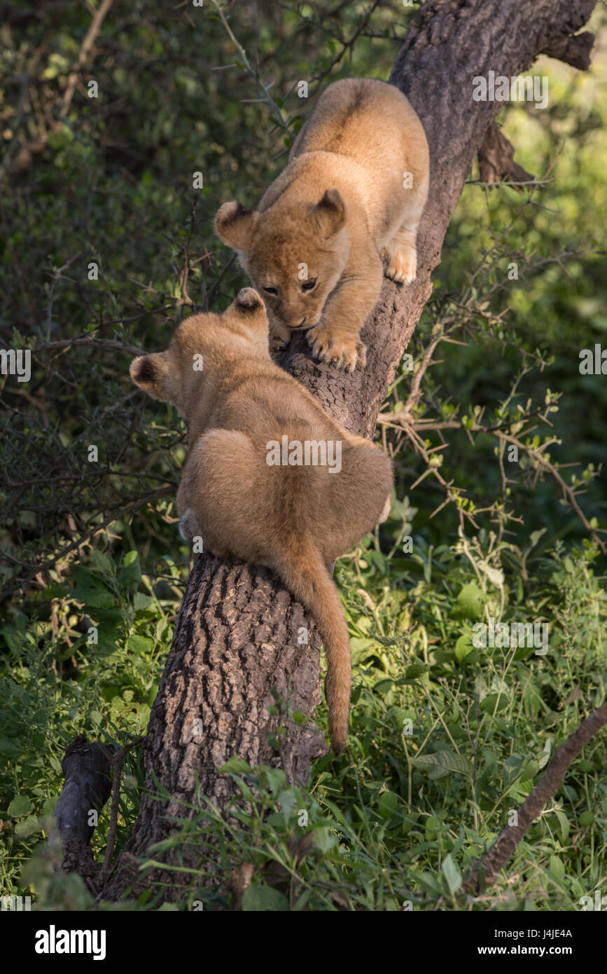 Baby lions climbing tree hi-res stock photography and images - Alamy