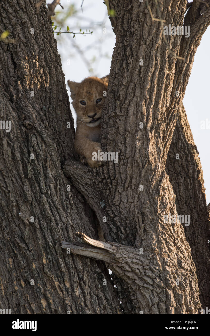 Baby lions climbing tree hi-res stock photography and images - Alamy