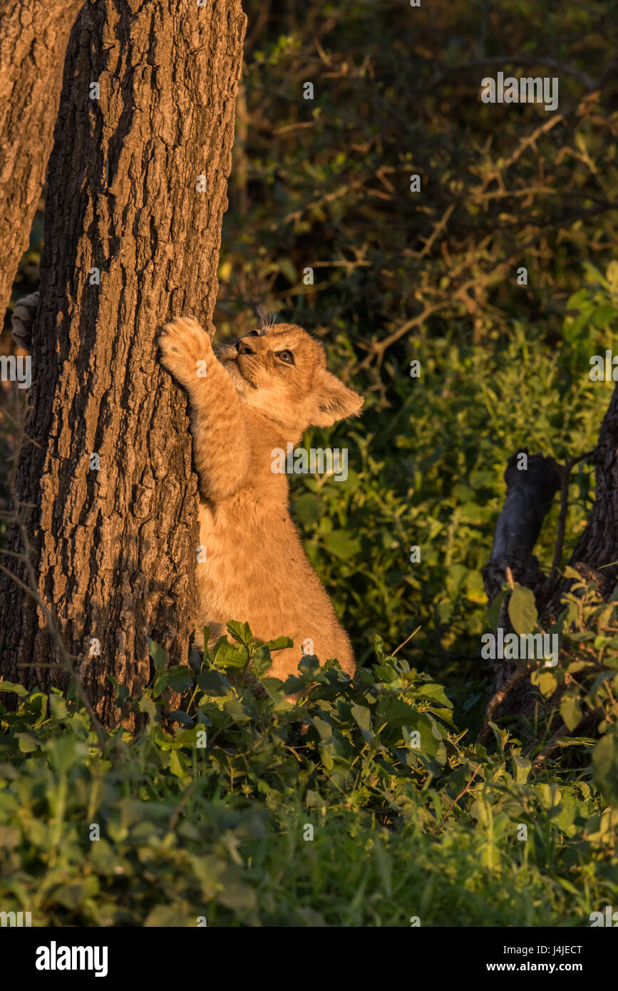 Baby lions climbing tree hi-res stock photography and images - Alamy