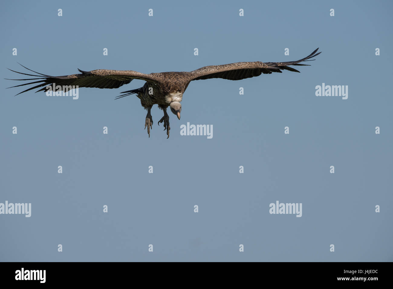 Vulture in flight hi-res stock photography and images - Alamy