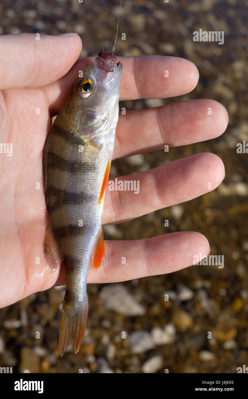 caught perch (Perca fluviatilis) in hand Stock Photo - Alamy