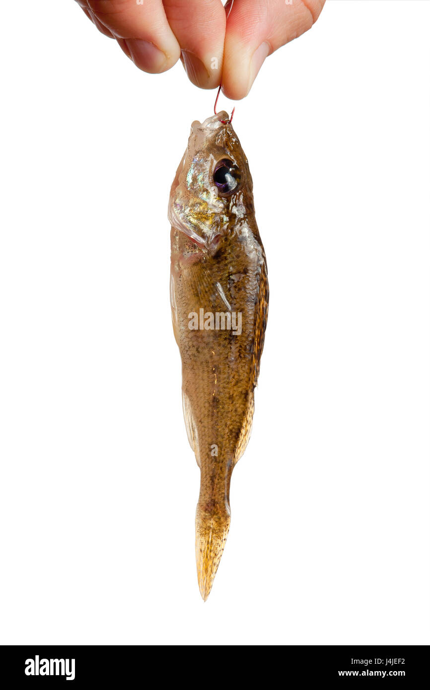 Hand caught animals hi-res stock photography and images - Alamy