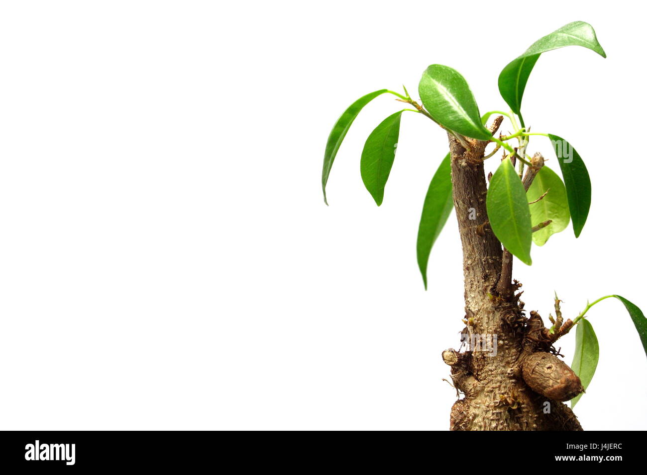 Tree fig tree Cut Out Stock Images & Pictures - Alamy