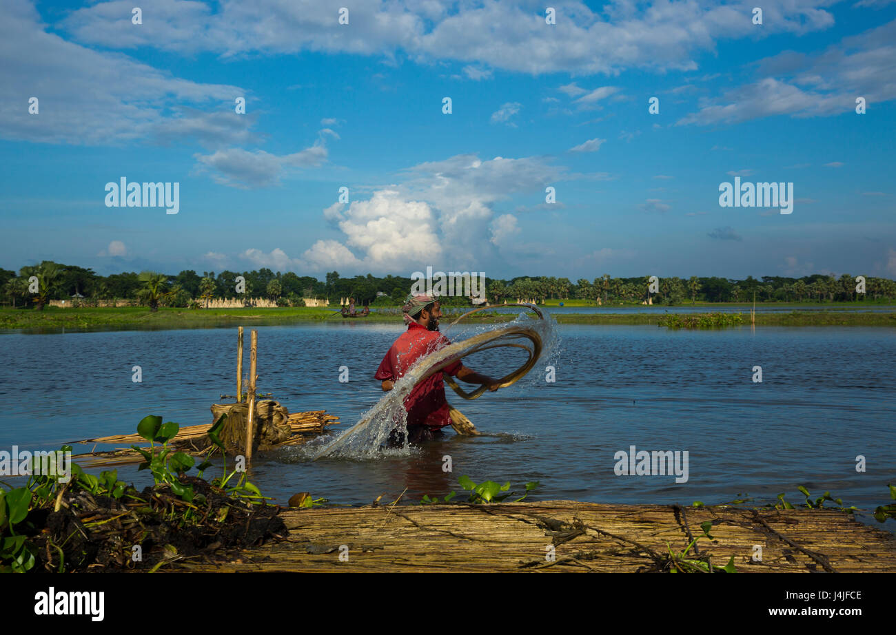Farmer washing jute fibres in the marsh in Gopalganj, Bangladesh Stock ...