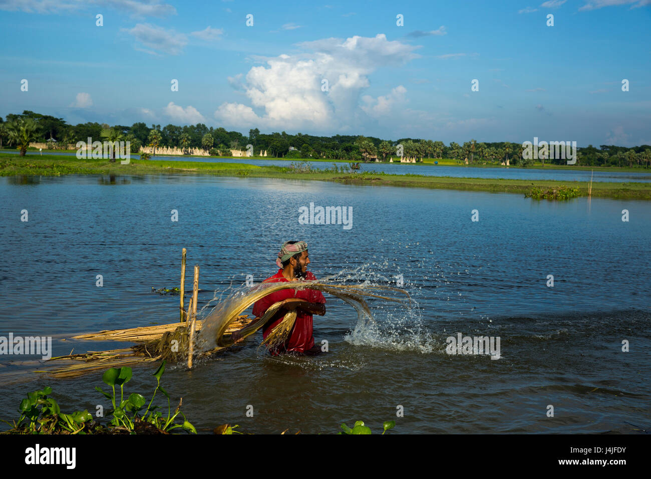 Farmer washing jute fibres in the marsh in Gopalganj, Bangladesh Stock ...