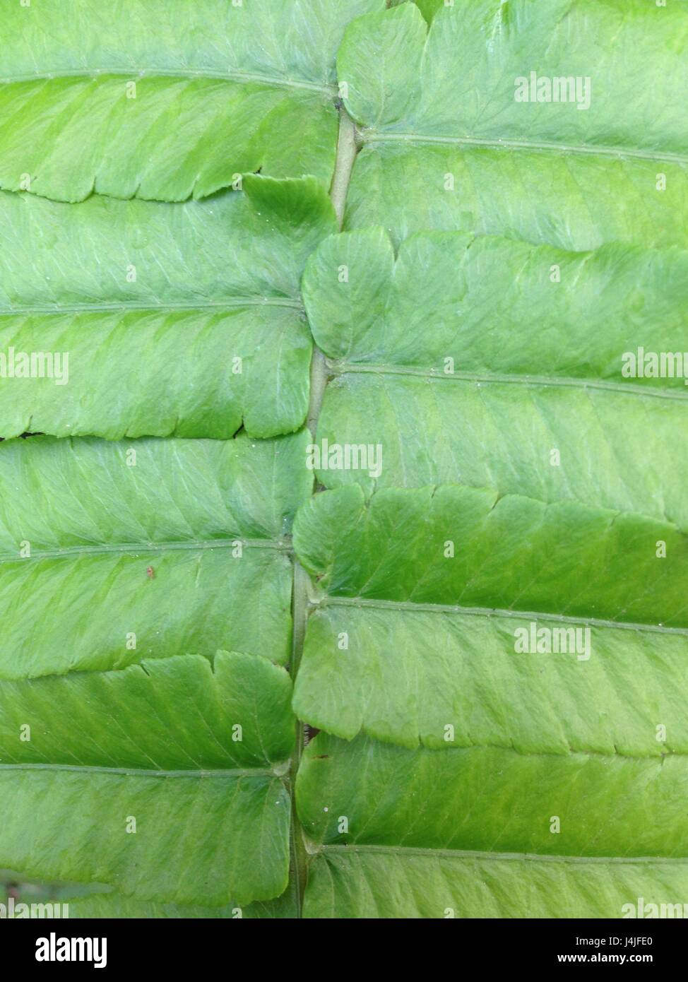 Leaf texture, leaf background. Leaf Motifs that occurs natural ...