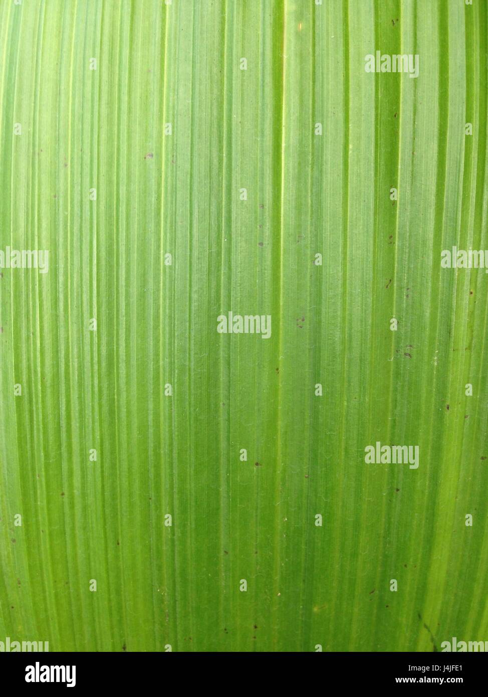 Leaf texture, leaf background. Leaf Motifs that occurs natural ...