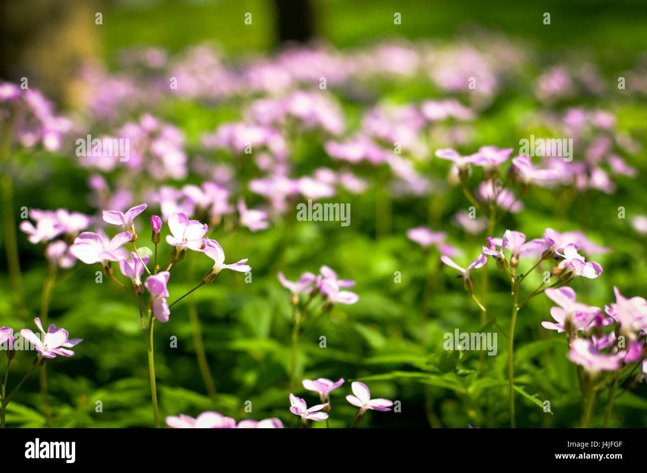 Forest floor in early spring with violet flowers of Dentaria ...