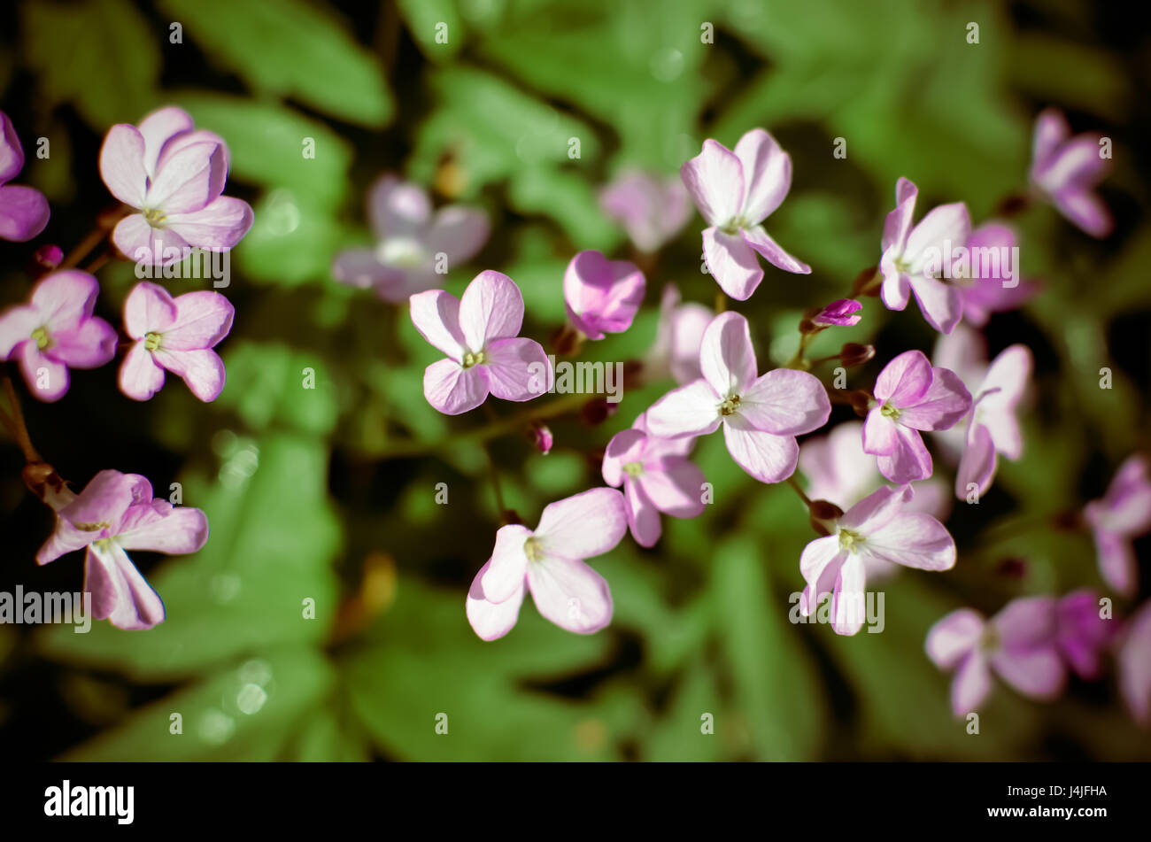 Dentaria quinquefolia hi-res stock photography and images - Alamy