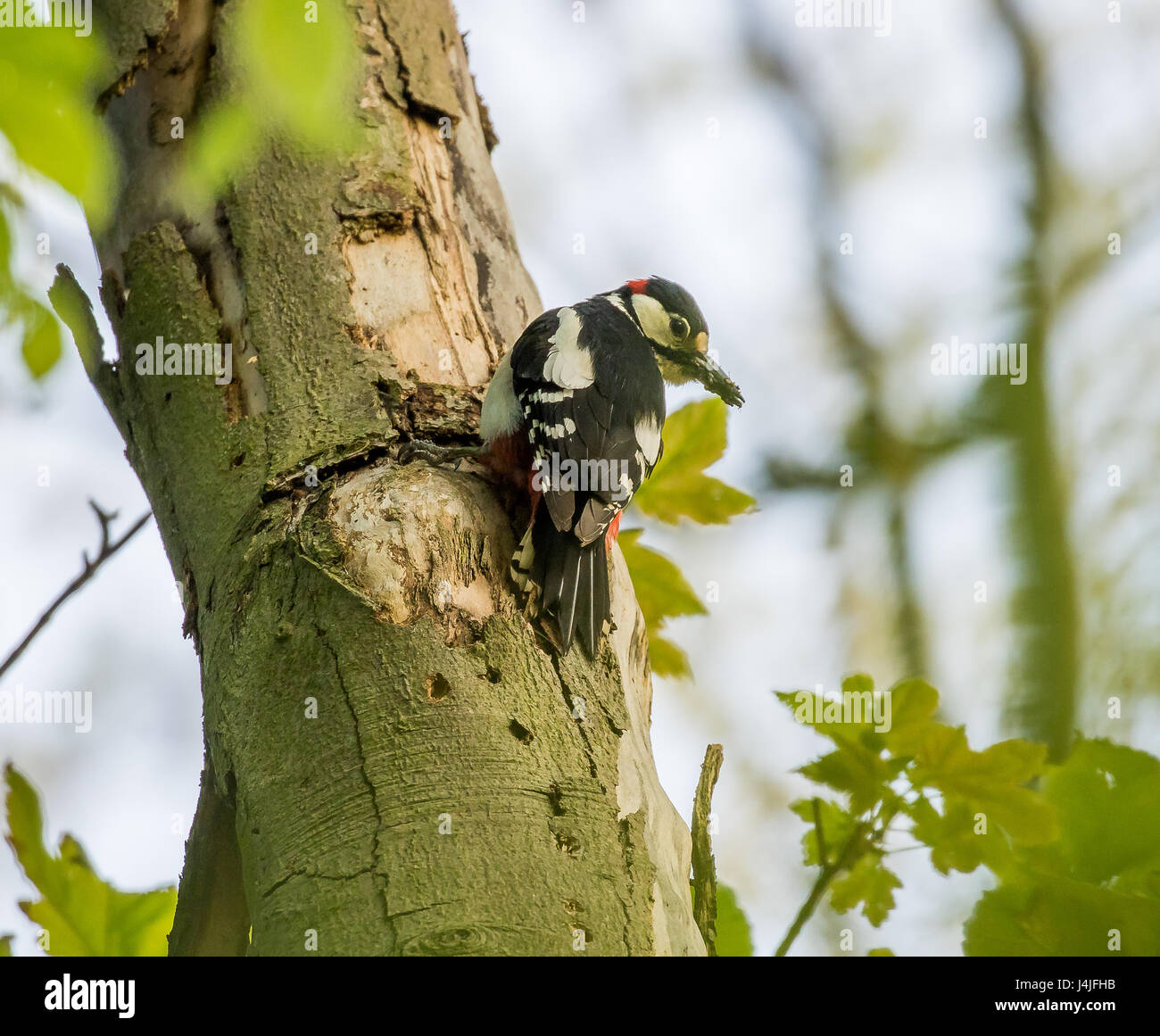 Gavin peck hi-res stock photography and images - Alamy