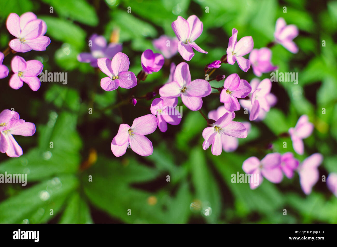 Forest floor in early spring with violet flowers of Dentaria ...