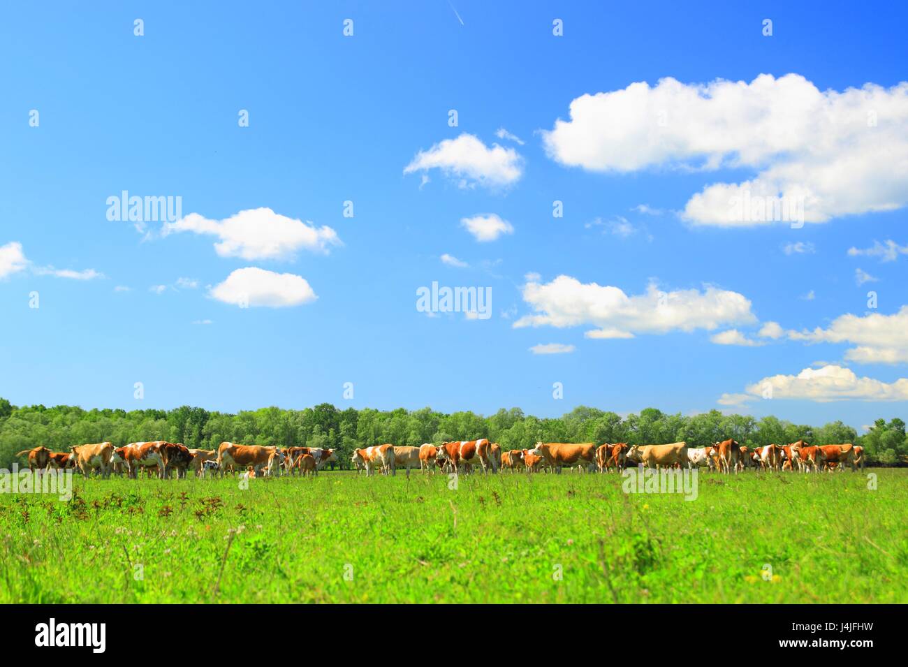 Herd of cows in nature Stock Photo - Alamy