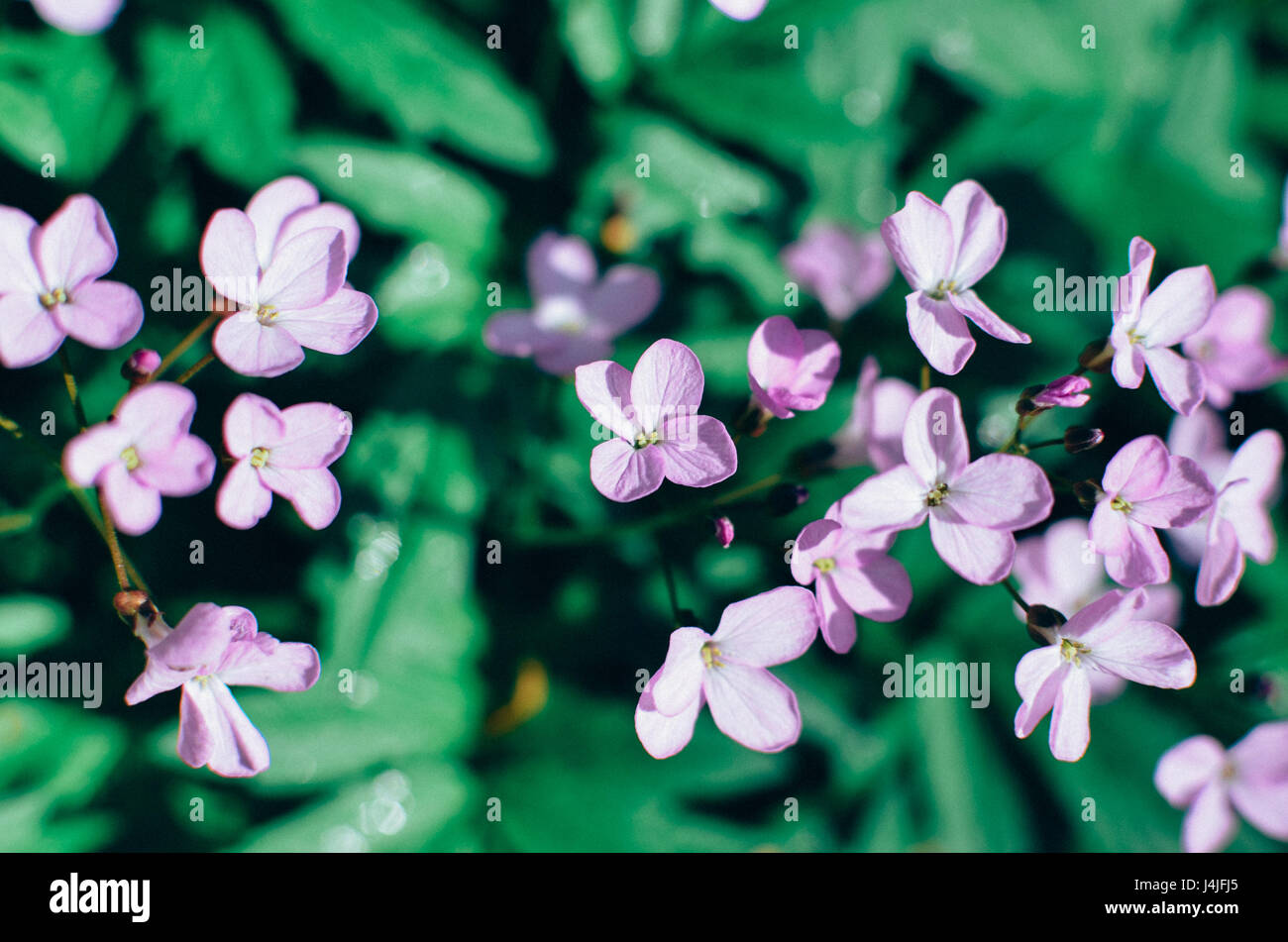 Dentaria quinquefolia hi-res stock photography and images - Alamy