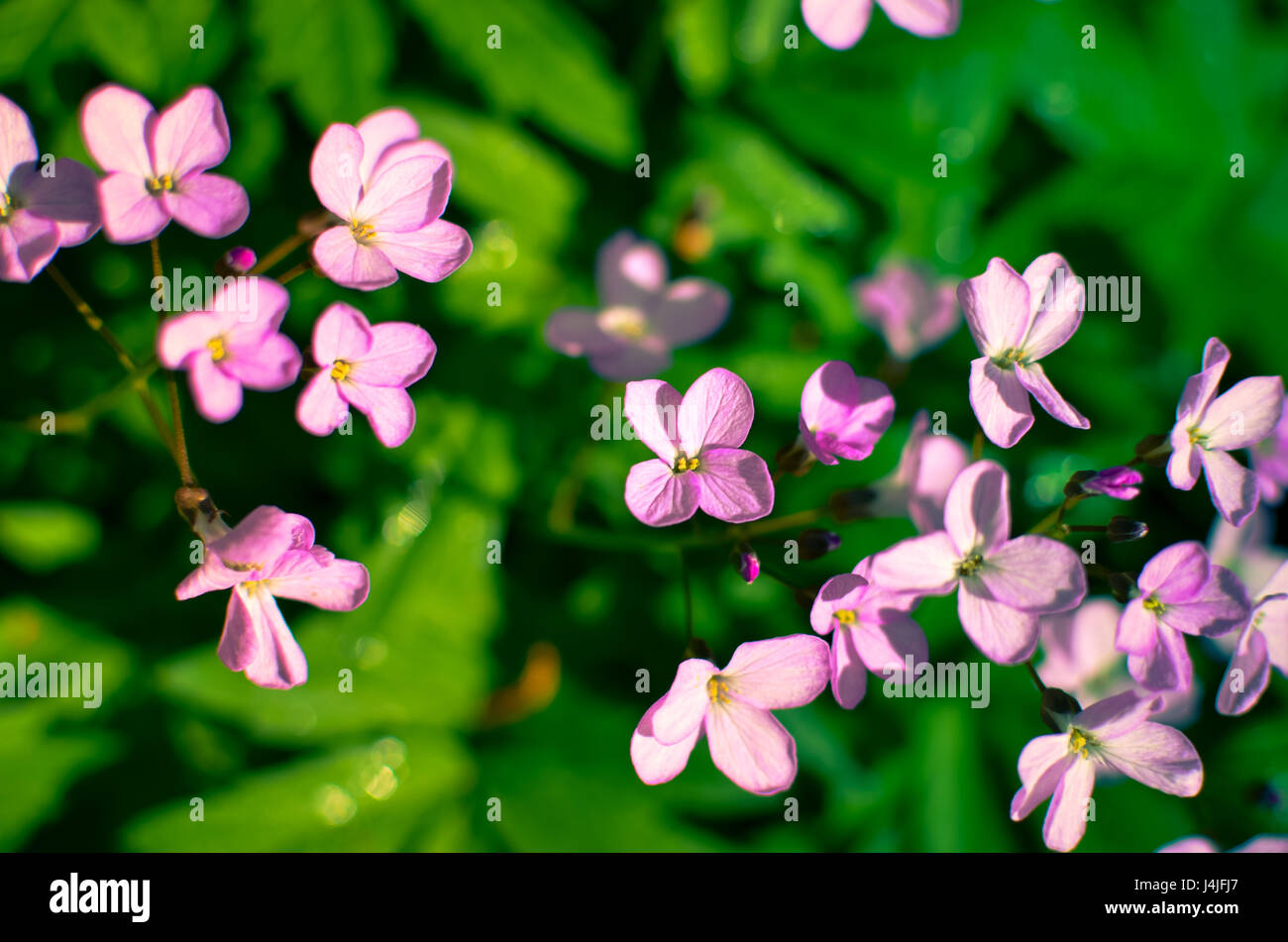 Dentaria quinquefolia hi-res stock photography and images - Alamy