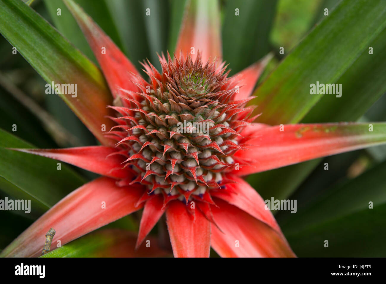 Pineapple plantation at Modhupur in Tangail. Bangladesh Stock Photo - Alamy