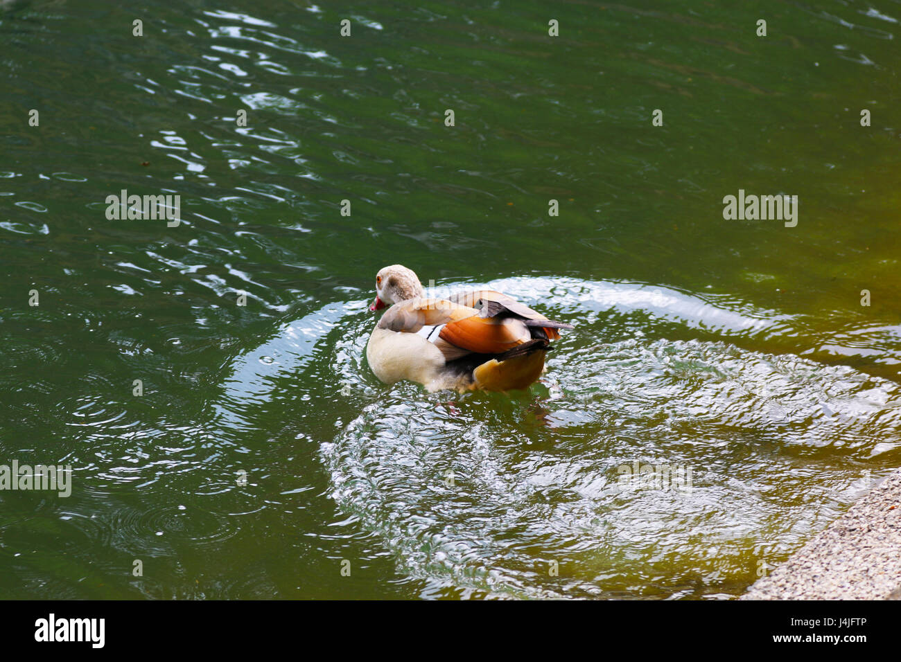 Egyptian Goose on London Canal Stock Photo - Alamy