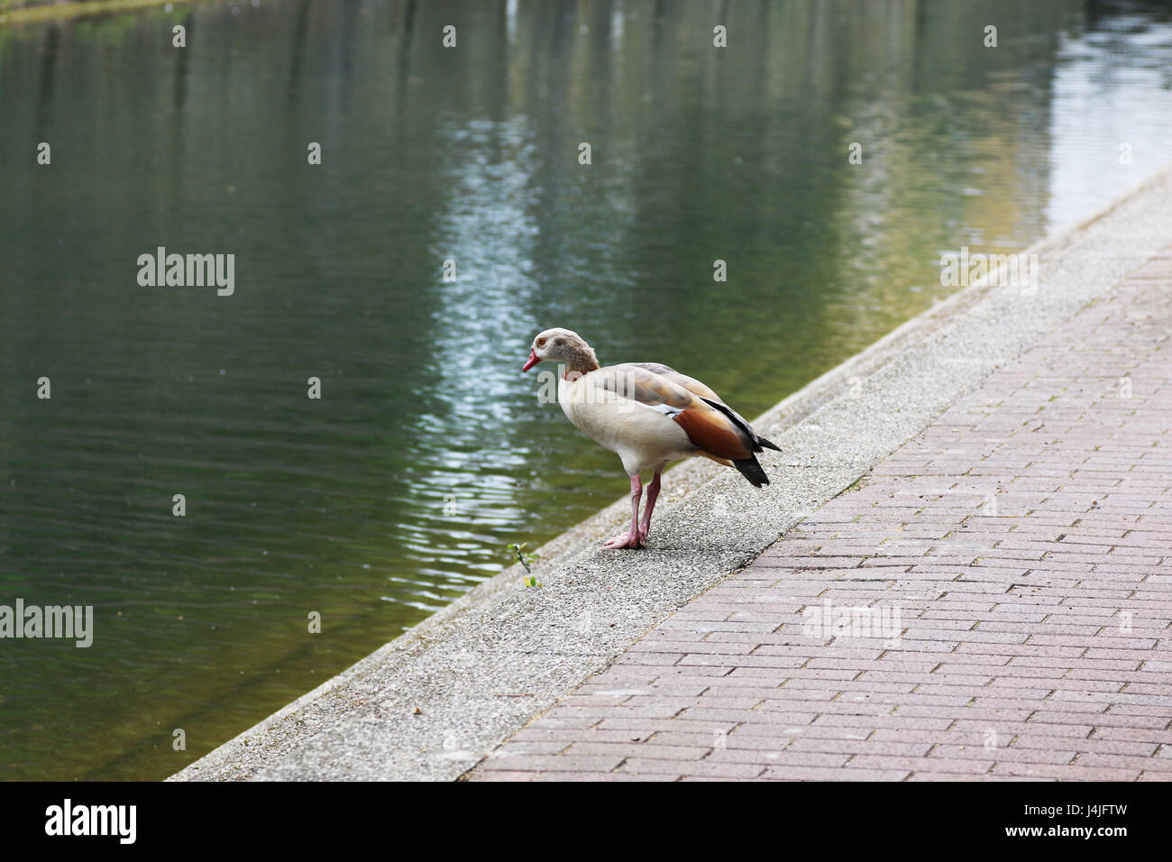 Egyptian goose london hi-res stock photography and images - Alamy