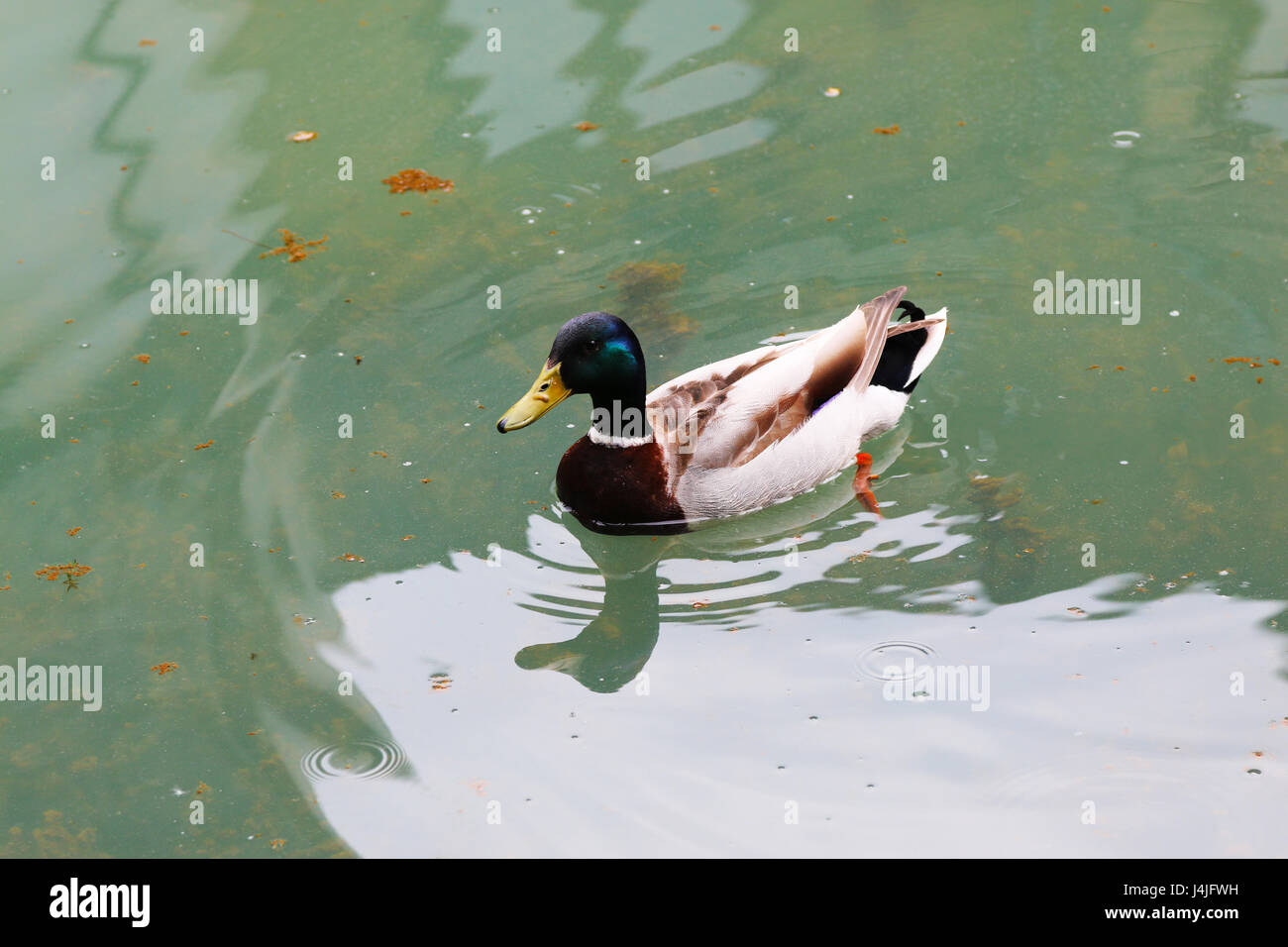 Duck floating on the water Stock Photo - Alamy