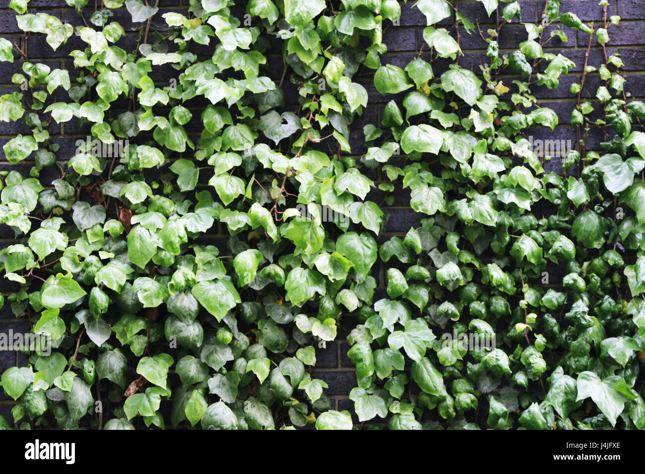 Vines On Brick Wall High Resolution Stock Photography and Images - Alamy