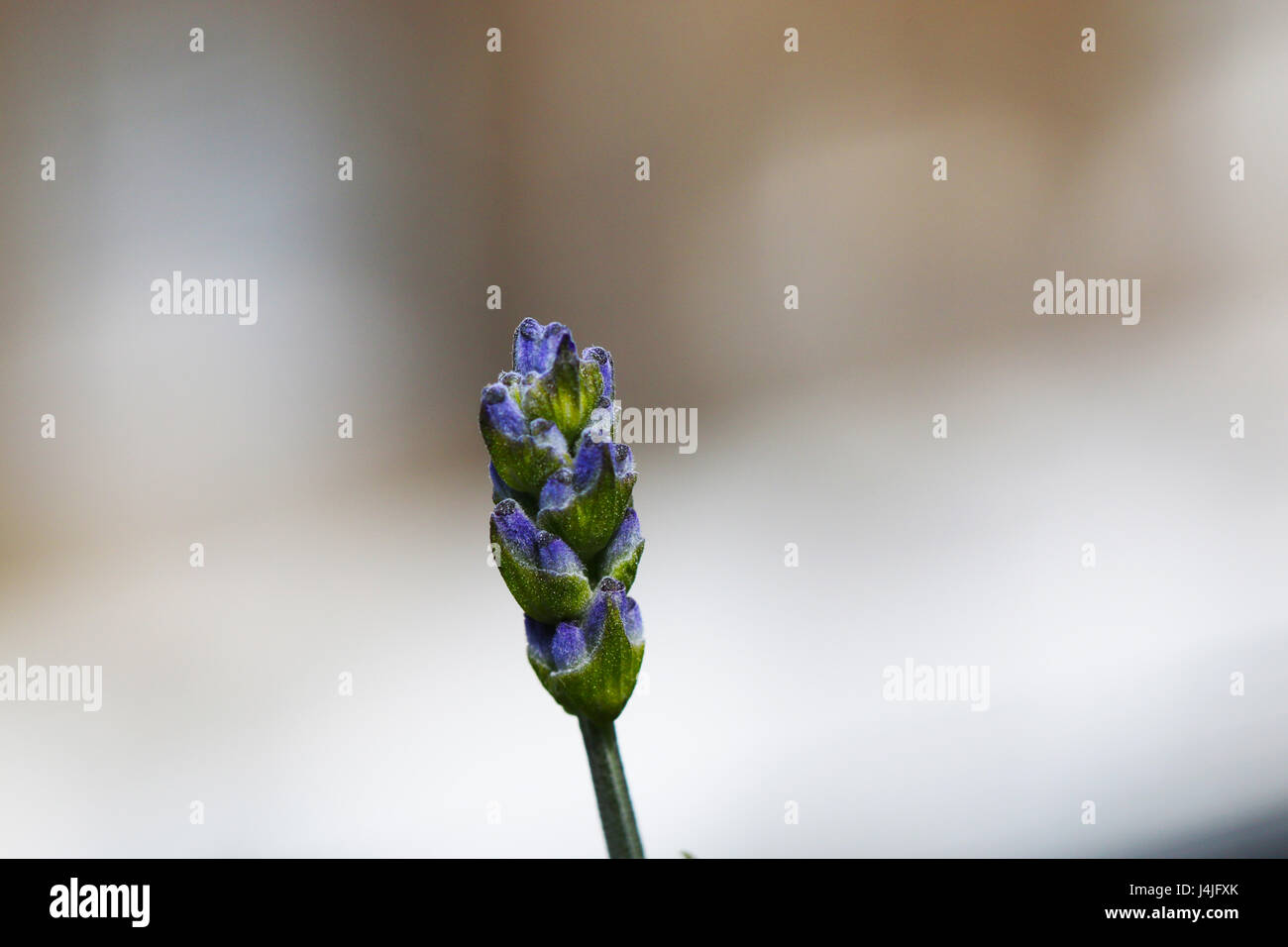 Budding romance hi-res stock photography and images - Alamy