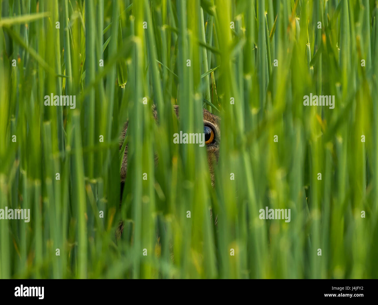 Hare peeping hi-res stock photography and images - Alamy