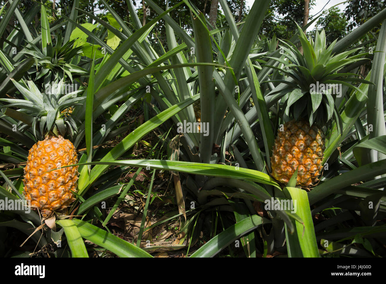 Pineapple plantation at Modhupur in Tangail. Bangladesh Stock Photo - Alamy