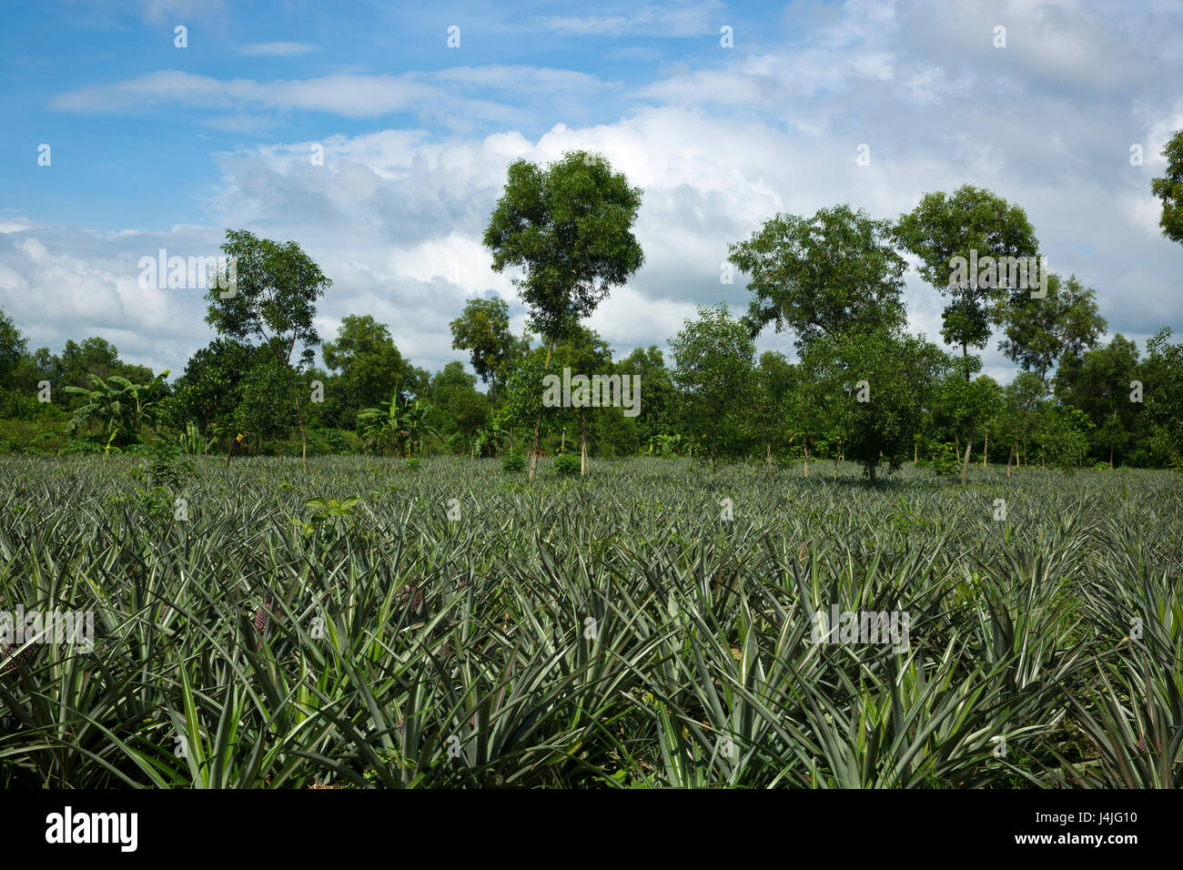 Pineapple plantation at Modhupur in Tangail. Bangladesh Stock Photo - Alamy