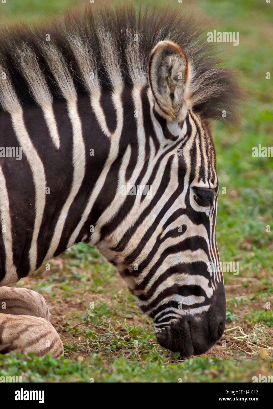 Chapmans zebras hi-res stock photography and images - Alamy