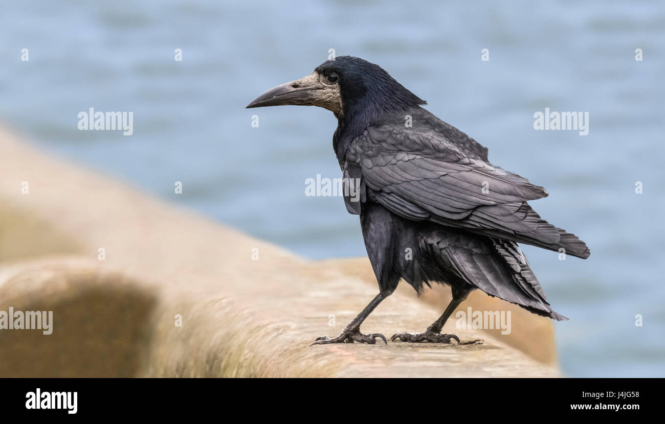 Rook standing on a wall hi-res stock photography and images - Alamy