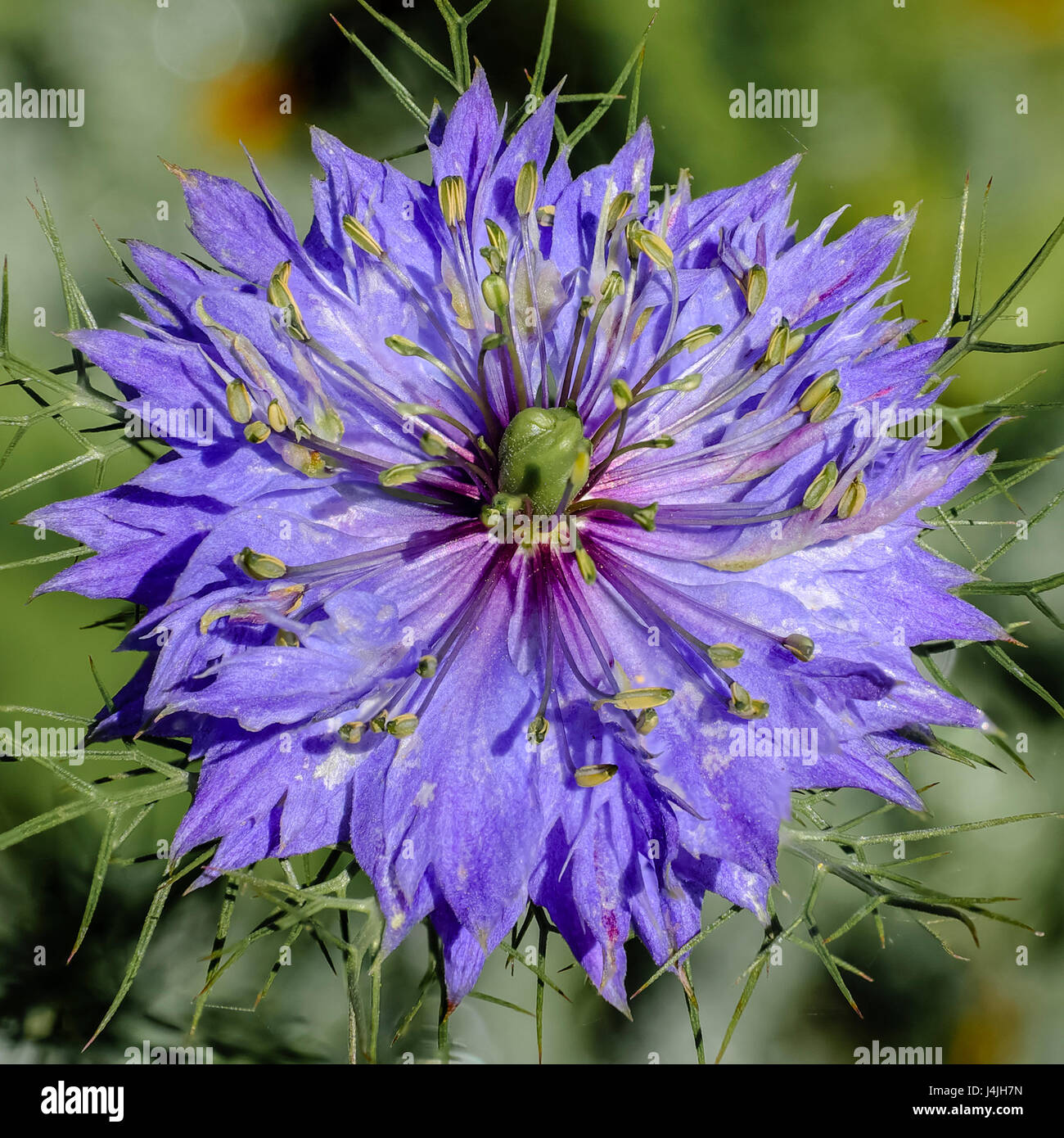 Love in a mist flower hi-res stock photography and images - Alamy