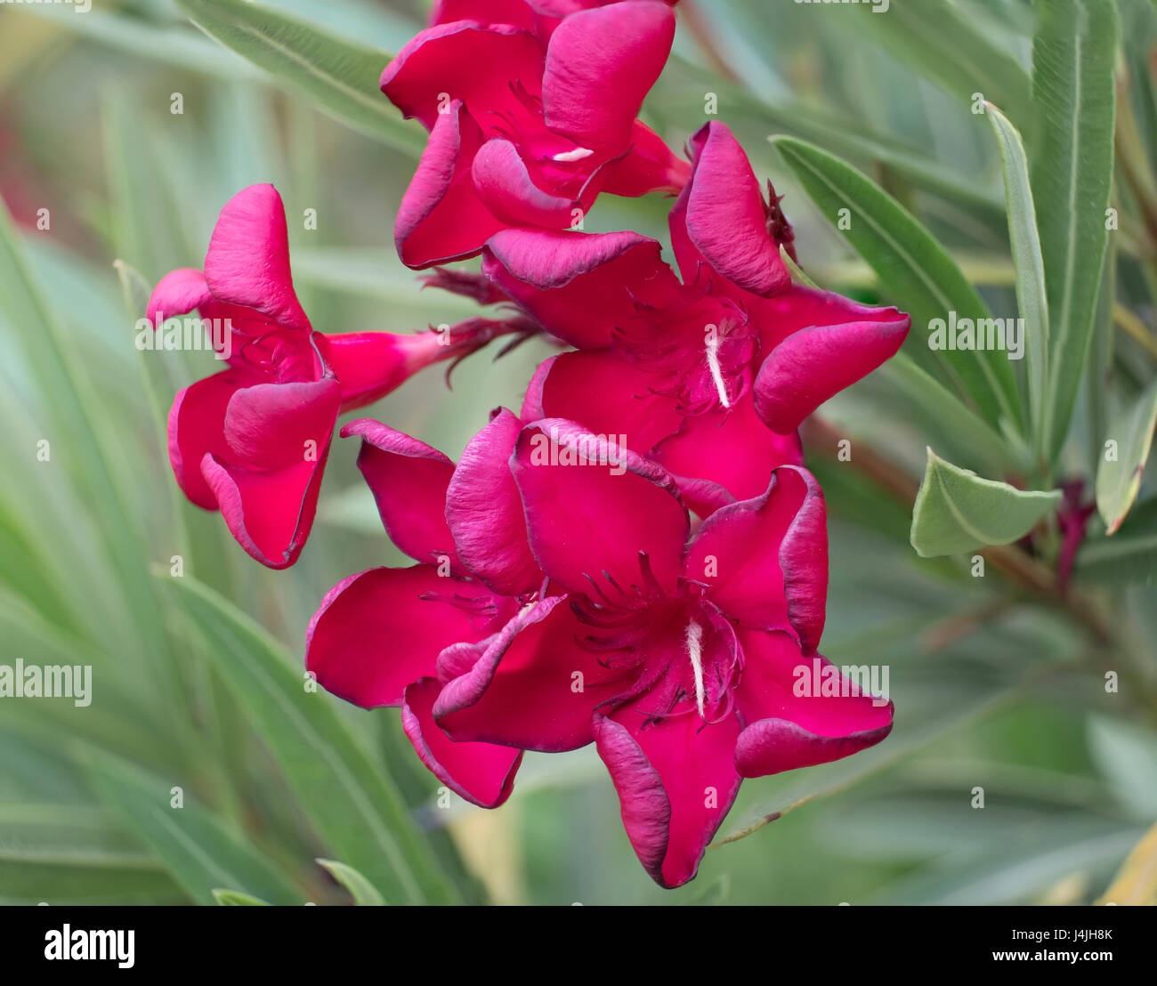 Cluster of blooming oleander shrub flowers Stock Photo - Alamy