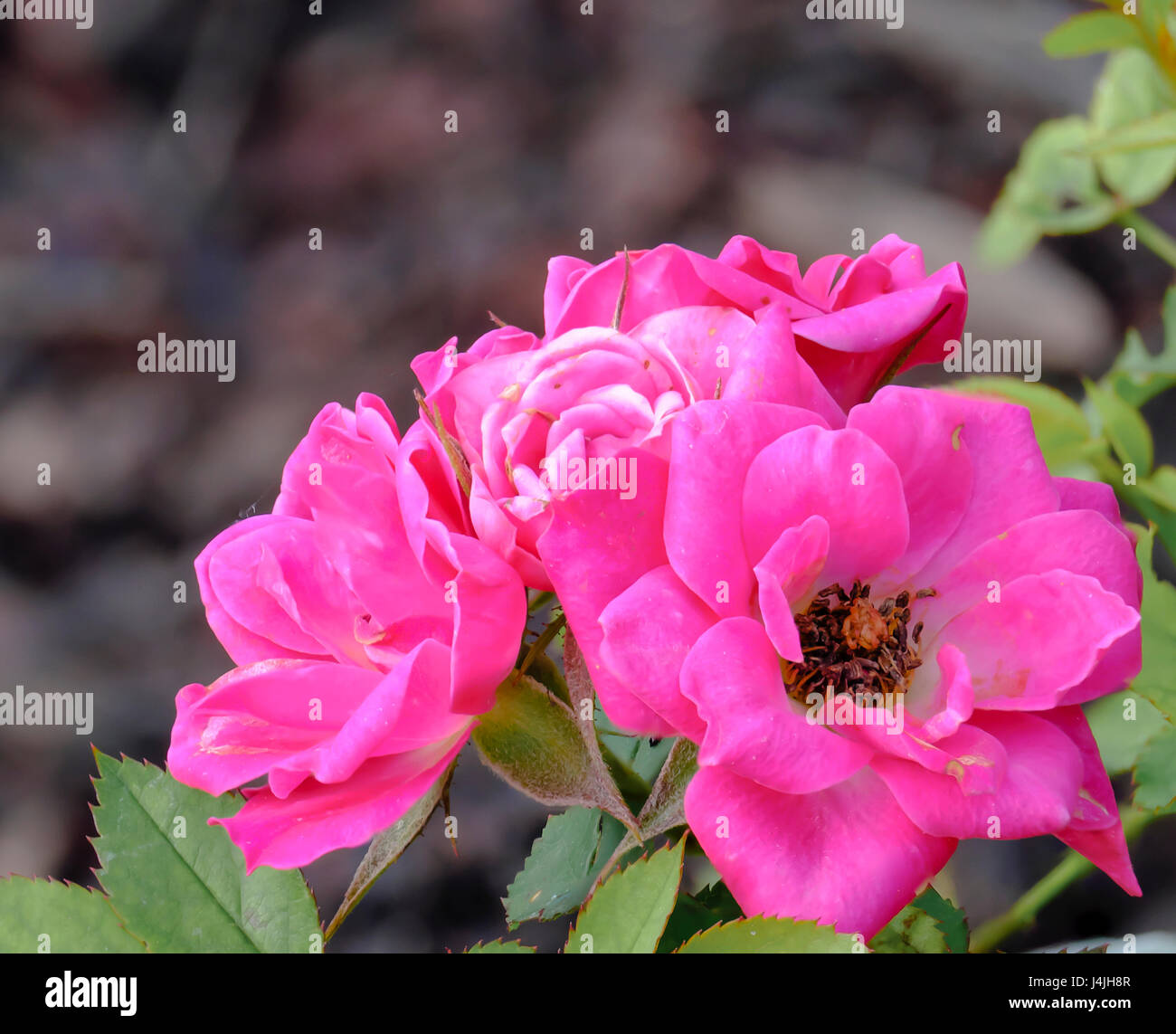 A cluster of vibrant pink roses Stock Photo - Alamy