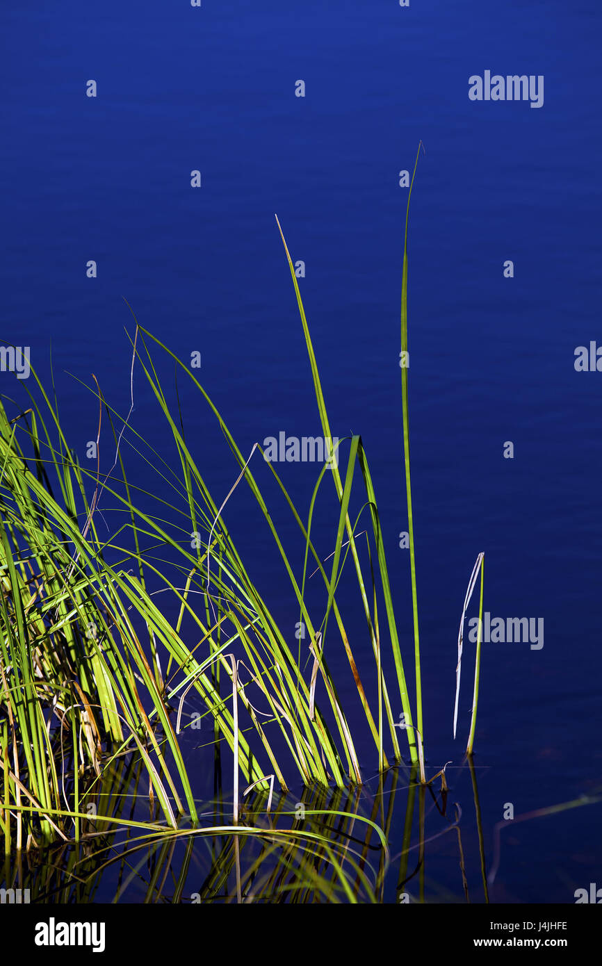 Plants along ponds hi-res stock photography and images - Alamy