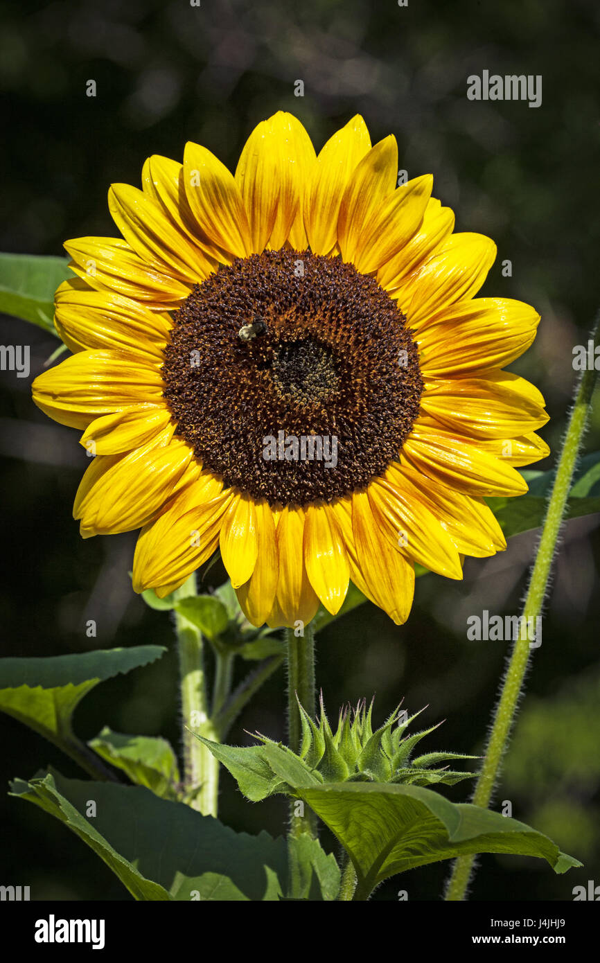 Helianthus annuus seeds hi-res stock photography and images - Alamy