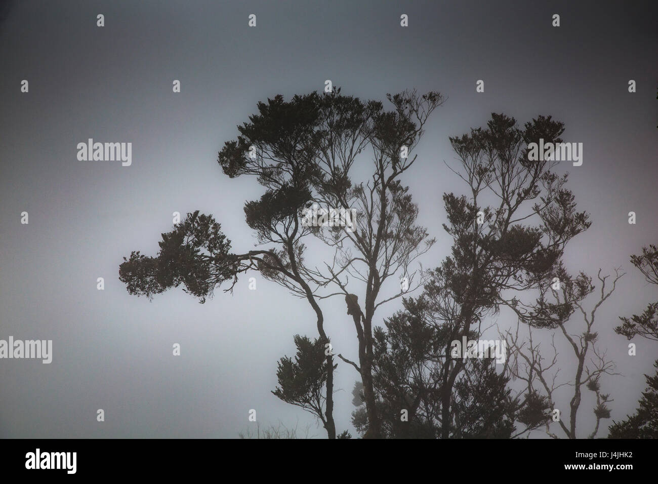 Papua new guinea tribe tree hi-res stock photography and images - Alamy