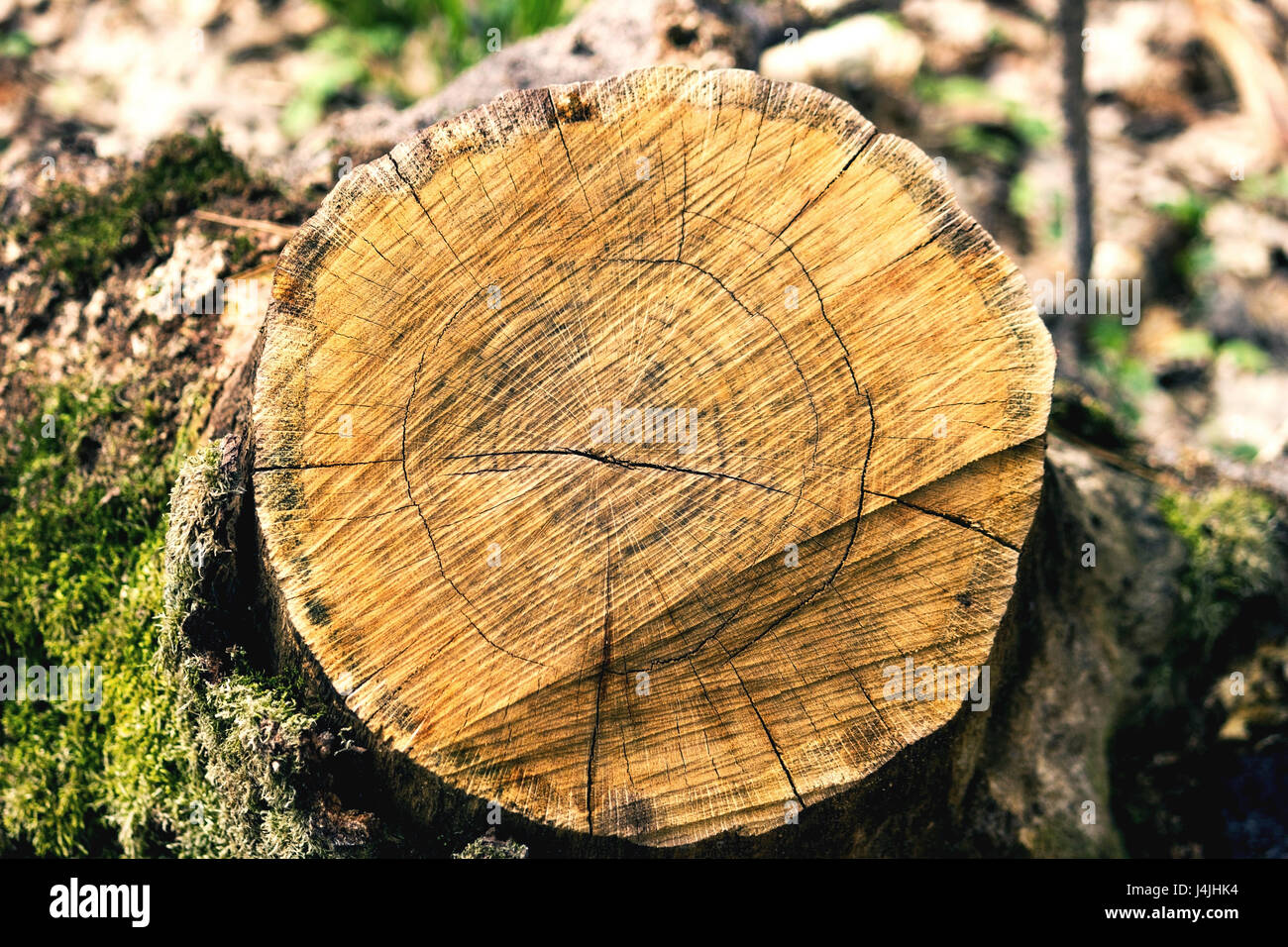 Cross section of tree Stock Photo - Alamy