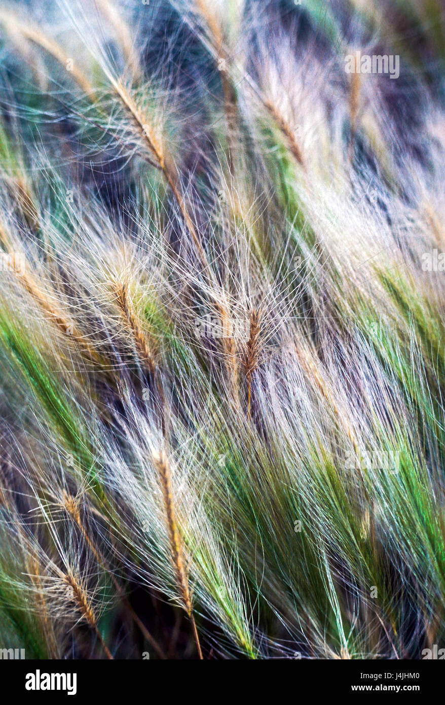 Foxtail grass hi-res stock photography and images - Alamy