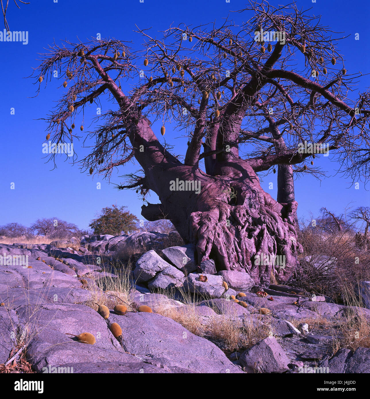 Botswana iceland hi-res stock photography and images - Alamy