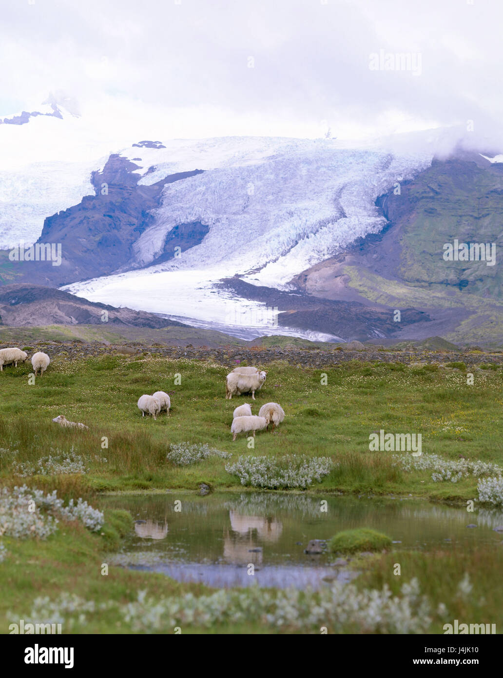 Iceland, Skaftafell national park, glacier Vatnajökull, pasture, sheep ...