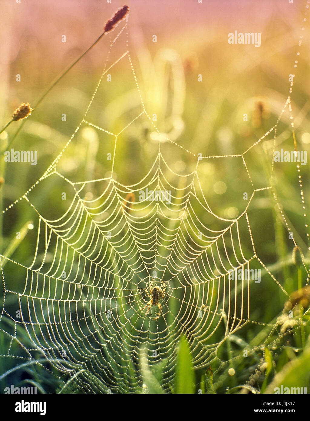 Spinning network, spider, morning rope, morning mood orb-weaver spiders ...