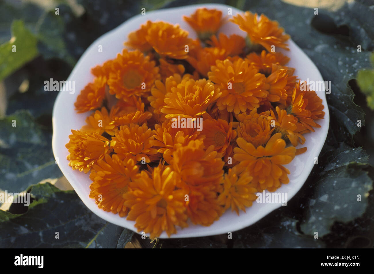 Plate, marigolds, detail, blossoms Calendula officinalis, flowers ...