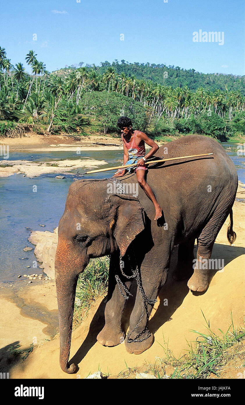 Sri Lanka, Pinnawela, 'elephants of orphanage', man, ride, elephant ...