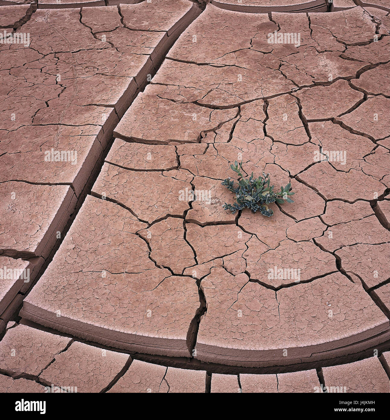 South Africa, Namibia, desert, ground, parched, fissures, detail ...