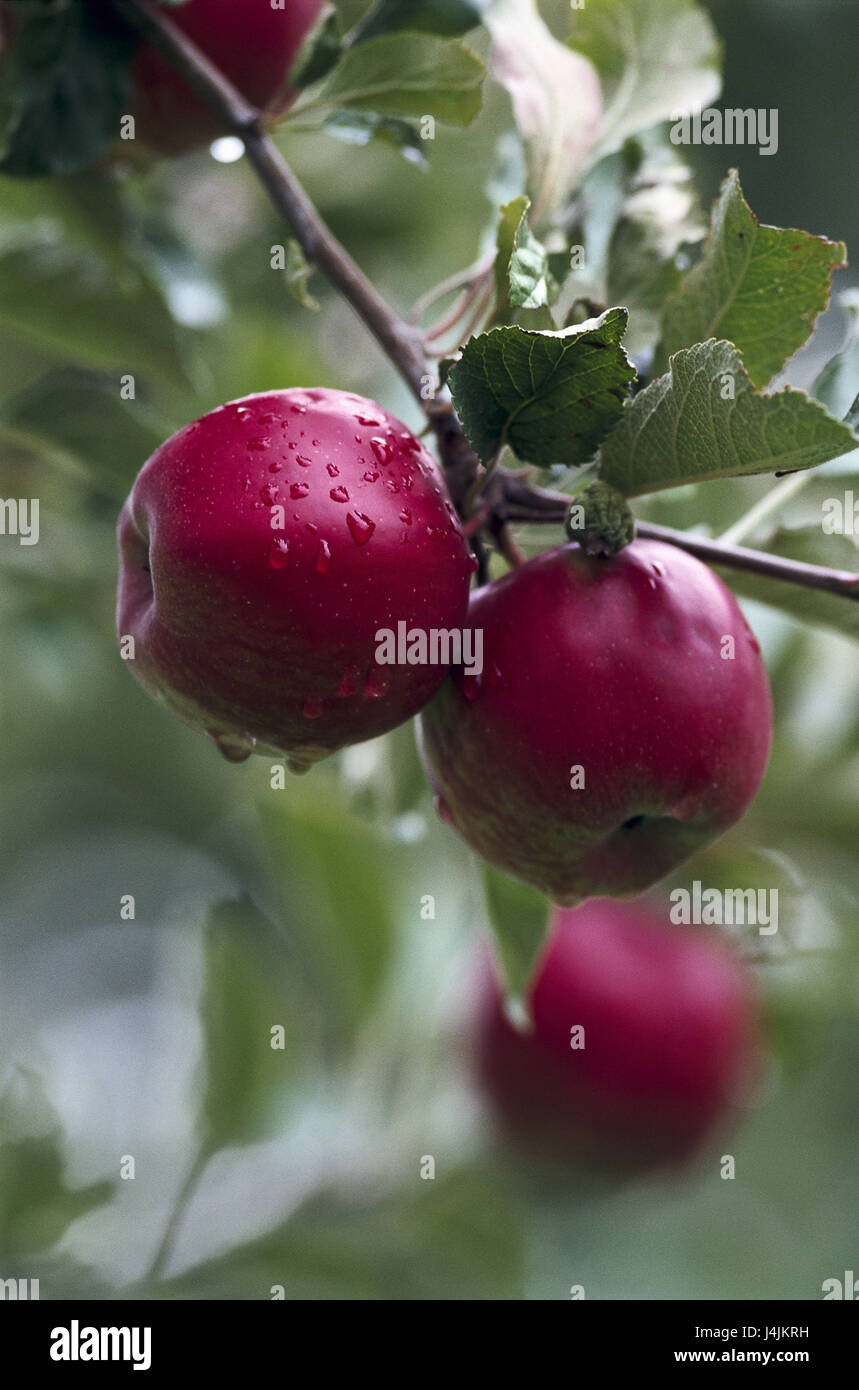 Apple-tree, Malus domestica, detail, branch, apples, sort 'Idared ...