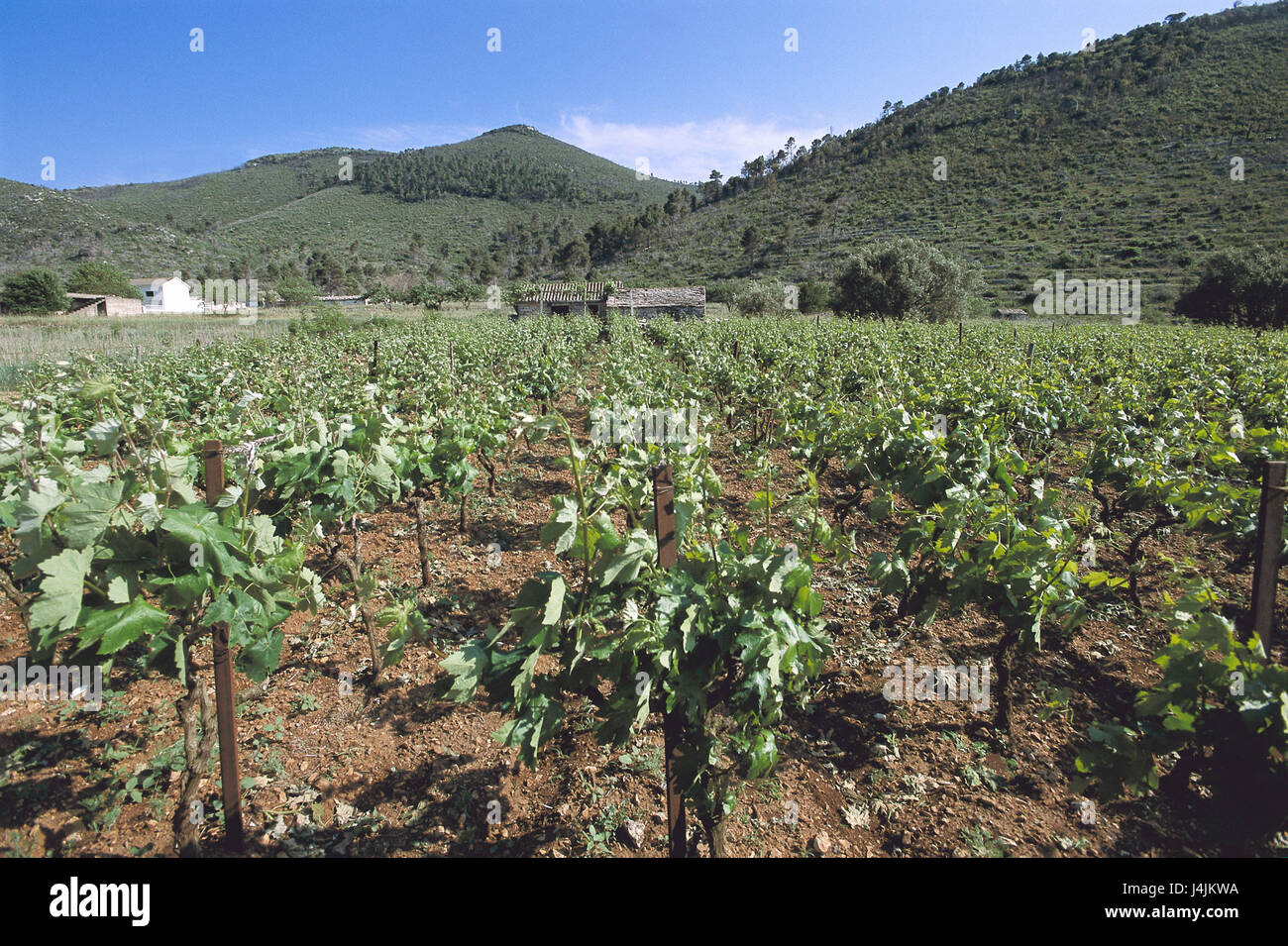 Croatia, island Korcula, Samokvica, wine area Toreta, vines Europe ...