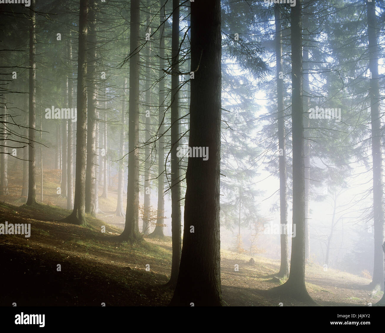 Mixed forest, conifers, trunks, fog, autumn spruce forest, forest floor ...